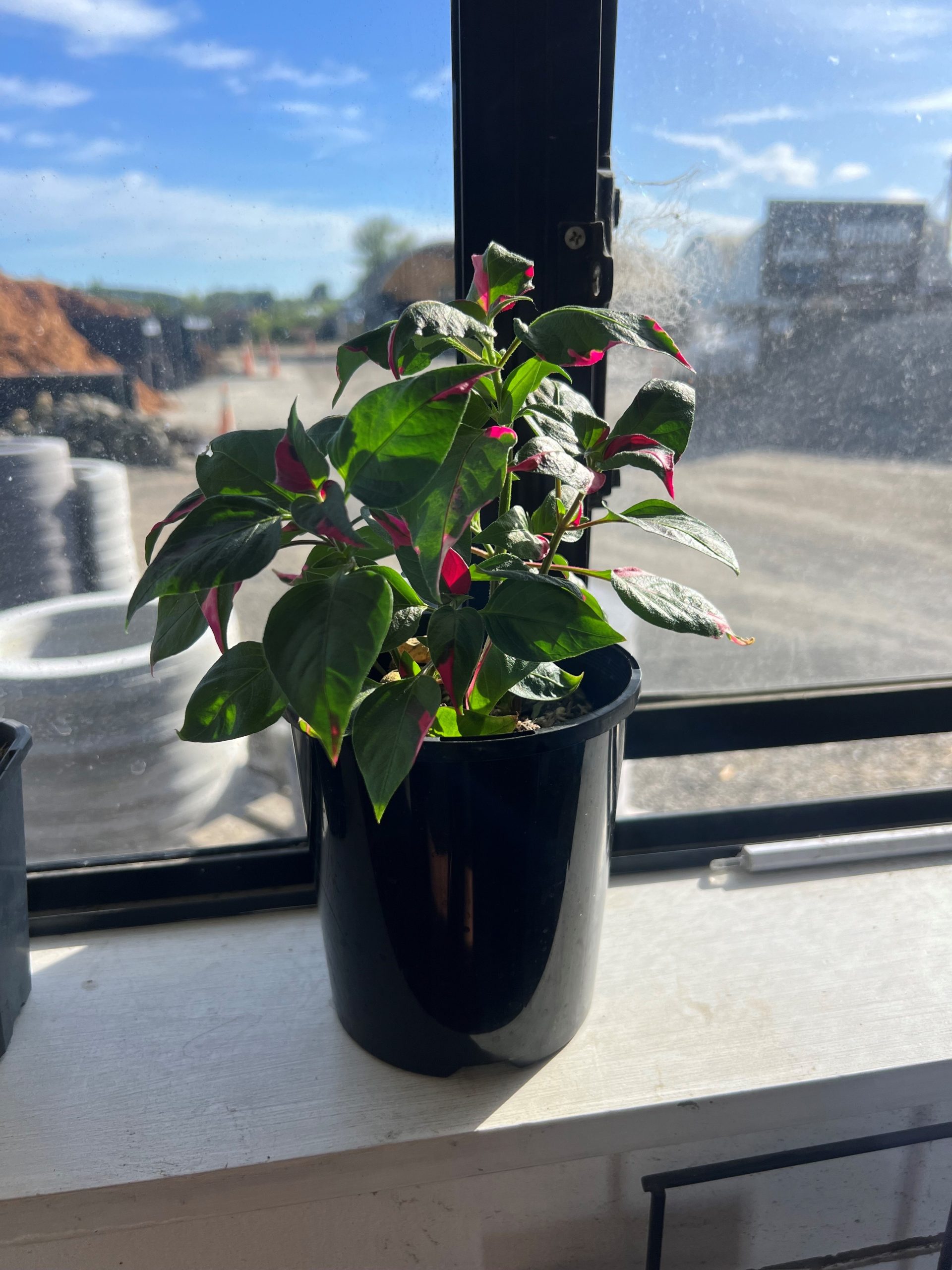 Alternanthera/Party time - Landscape Supply Co